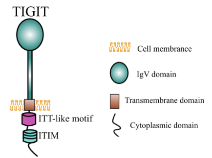 目前 靶向 TIGIT 药物在研现状是什么？ - 知乎