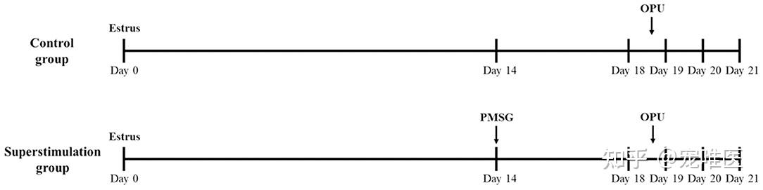 PMSG 对阿拉伯联合酋长国荷斯坦奶牛体细胞核移植后超刺激和胚胎发育的影响 - 知乎