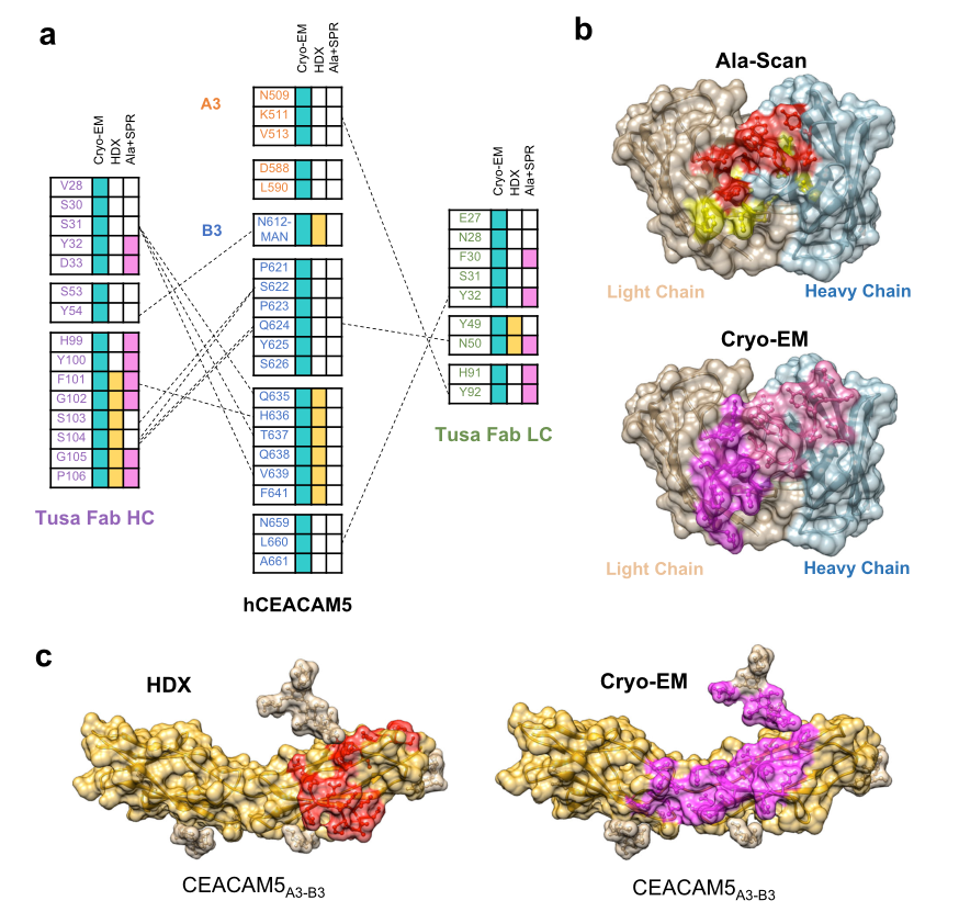 CEA（CEACAM5）抗体结合表位研究 - 知乎