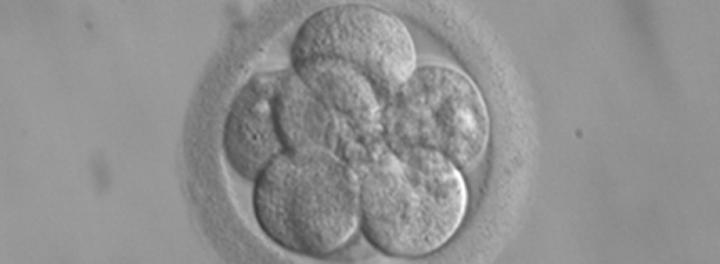 胚胎和发育生物学 - 知乎