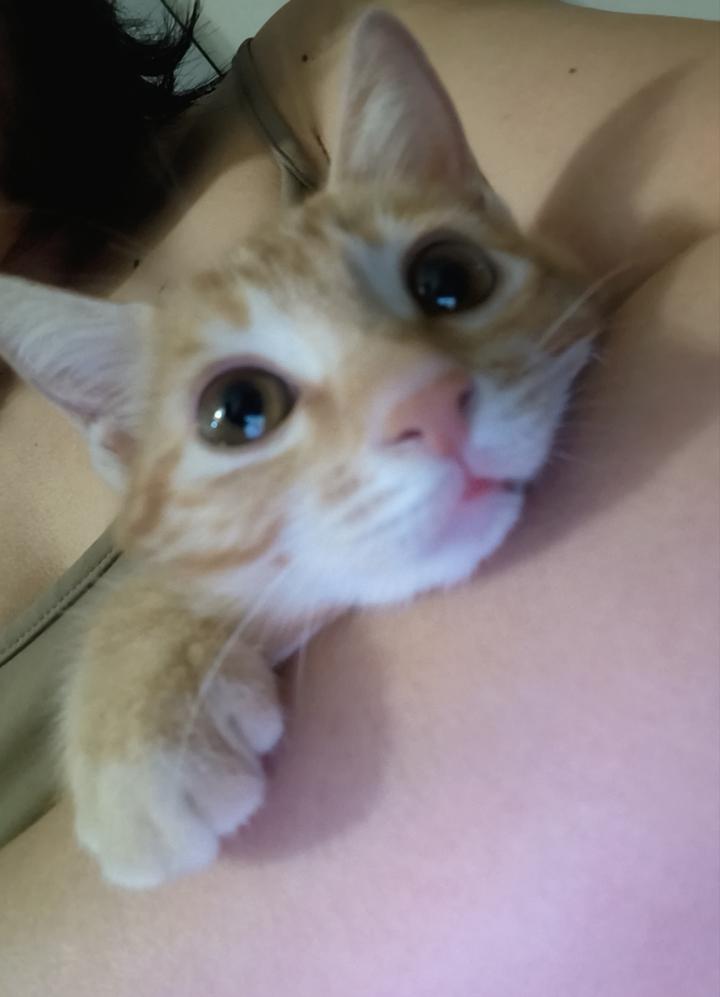 养一只橘猫，一些tips - 知乎