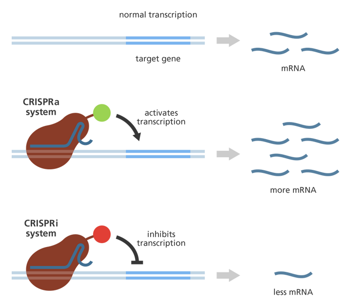 我们如何使用 CRISPR 基因编辑来研究疾病？ - 知乎