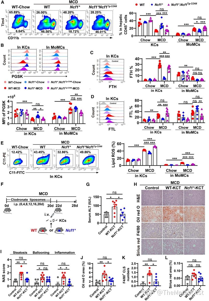 代谢学人——Cell Metabolism：巨噬细胞NCF1“铁锁”肝细胞 - 知乎