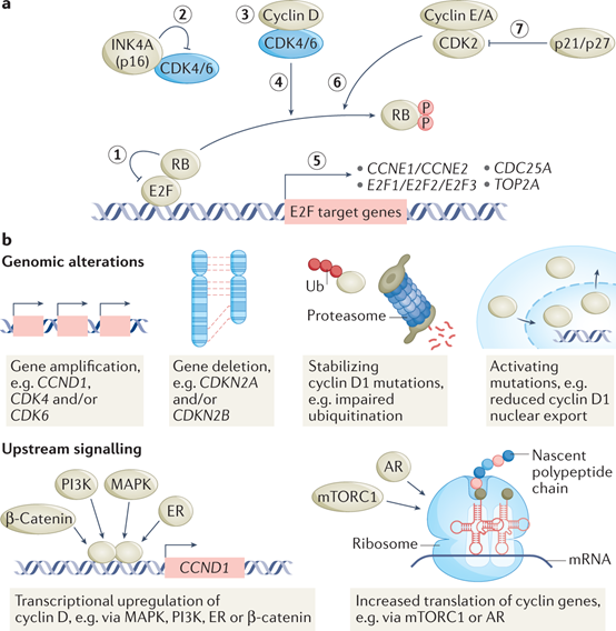 智慧芽PharmSnap | 靶向CDK4和CDK6在癌症中的应用 - 知乎