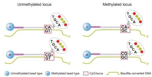 产品介绍|Illumina EPICv2.0-935K甲基化芯片 - 知乎