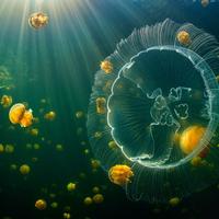 算法第四版-动态连通性问题-(quick-find,quick-union,加权quick-union,路径压缩的加权quick-union ...