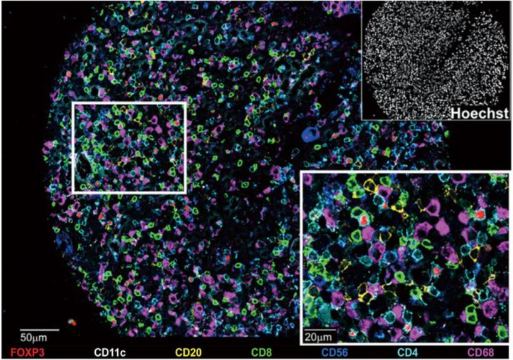 华盈生物获得美国Akoya认证的PhenoCycler-Fusion（原CODEX）技术服务商 - 知乎
