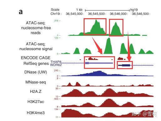 什么是「ATAC-seq 技术」？现在用于哪些生物学研究？ - 知乎