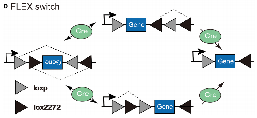 常见的Cre-LoxP系统有哪些？ - 知乎