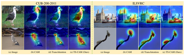 【论文阅读】《ts Cam Token Semantic Coupled Attention Map For Weakly Supervised Object Localization》 知乎 
