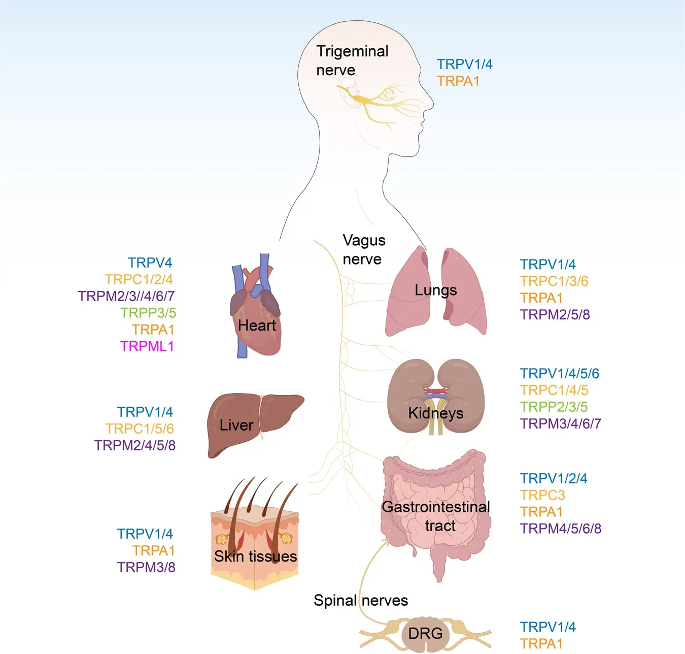 什么是TRP（瞬时受体电位）离子通道？ - 知乎