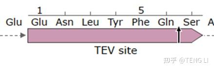 TEV蛋白酶切目标蛋白后出现咋带是什么情况？ - 知乎