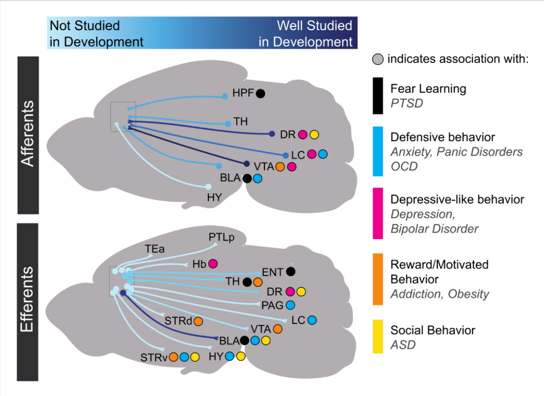 2021_Elif:MPFC 神经环路成熟与情绪记忆和认知灵活性的发展规律 - 知乎