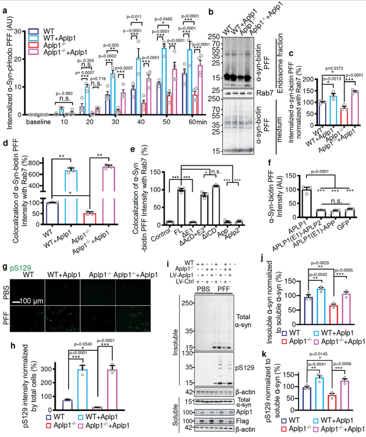 神经科学丨Nat Comm: Aplp1与Lag3的联盟: 神经元间病理性α-突触核蛋白传播的关键发现 - 知乎