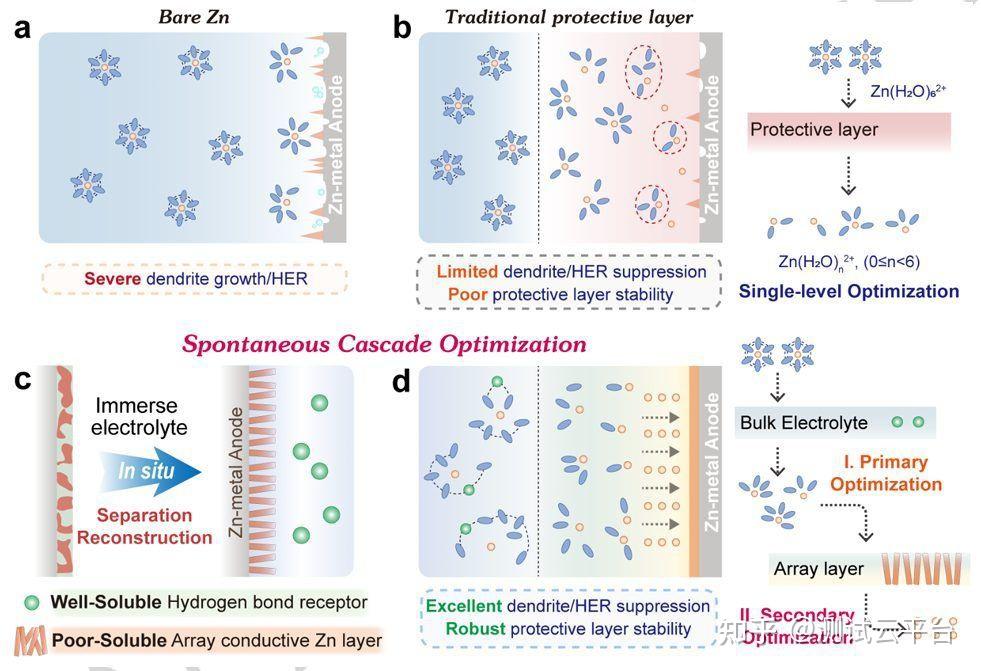 西交Angew：长寿命低N/P比锌离子电池中Zn2+扩散行为 - 知乎