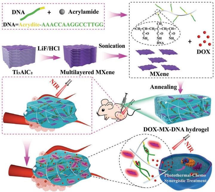 《Small》:用于NIR触发局部光热-化疗协同癌症治疗的热响应 MXene-DNA 水凝胶 - 知乎