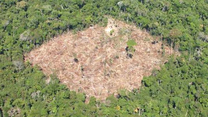 Amazon deforestation: Area 5 times size of New York destroyed（亚马逊森林砍伐：被 ...