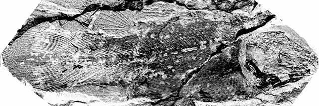 【地球演义】锦鳞记5：骇浪吞舟脱巨鳞 - 知乎