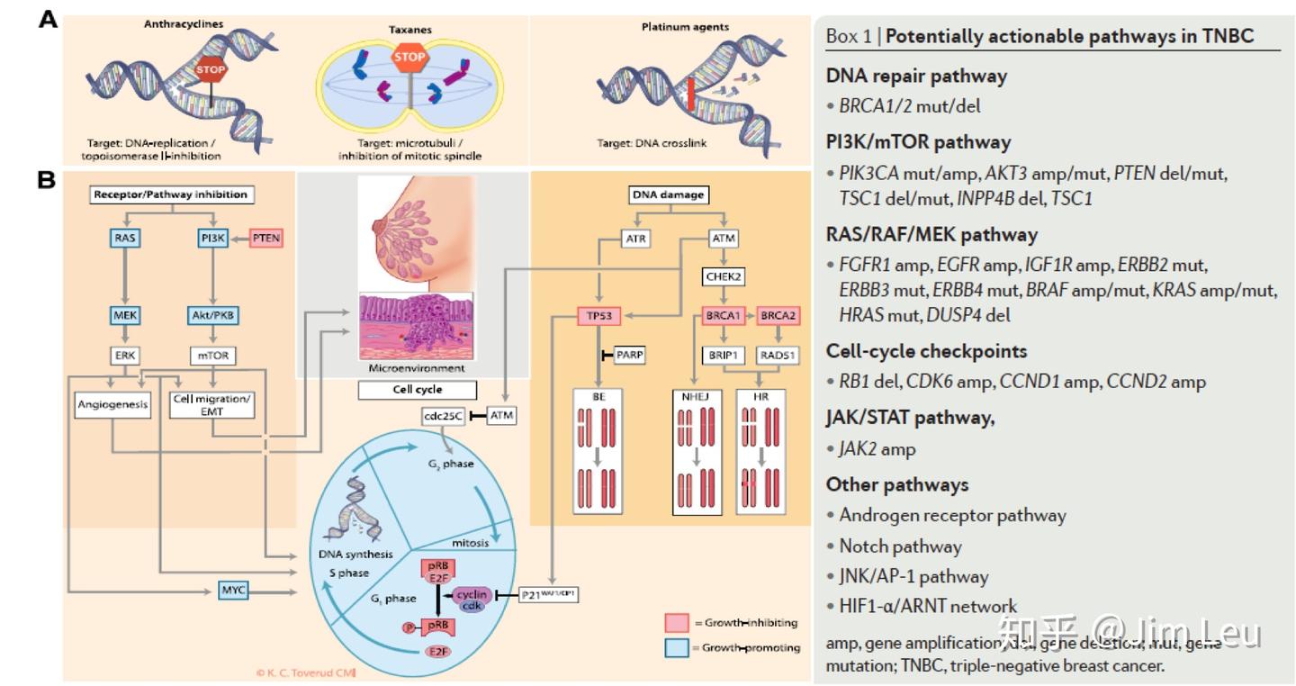 三阴性乳腺癌（TNBC）：一小群横行乡间的捣蛋鬼 - 知乎