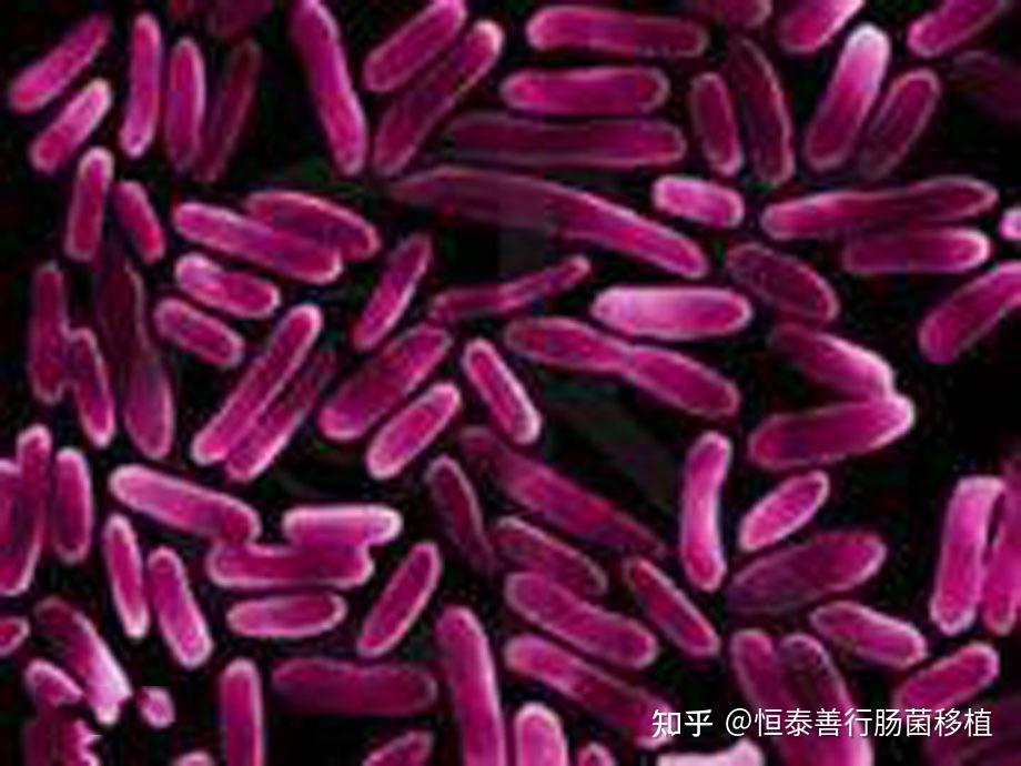 粪球菌属 Coprococcus - 知乎