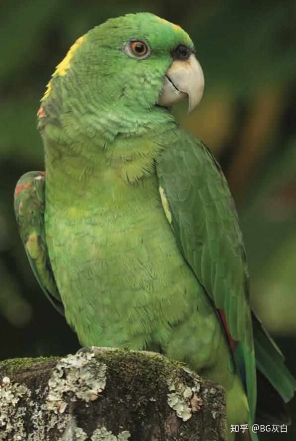黄颈亚马逊鹦鹉（Amazona auropalliata） - 知乎