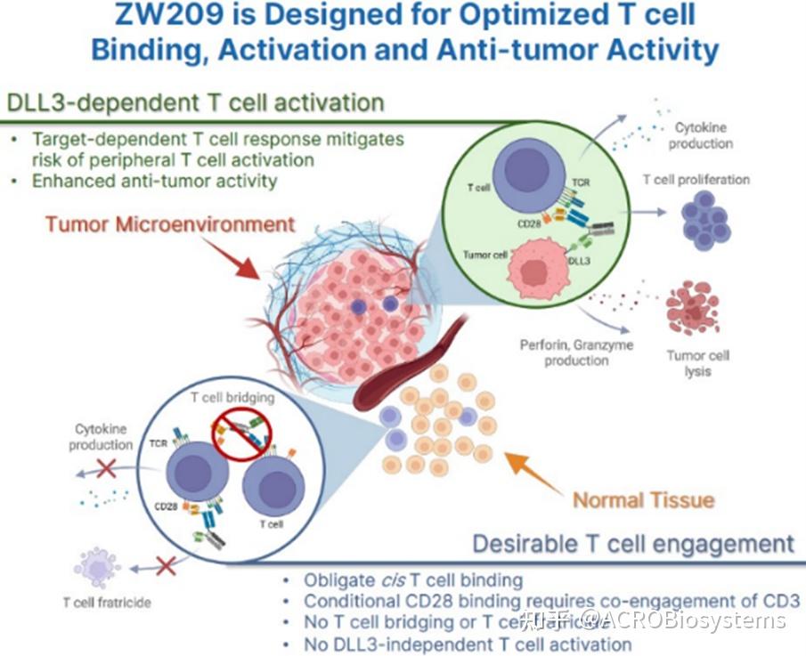 2025 AACR|免疫检查点双抗成“香饽饽” - 知乎