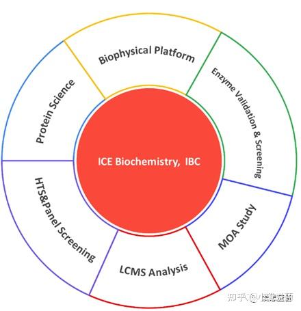 PDE(磷酸二酯酶) Panel_IBC - 知乎