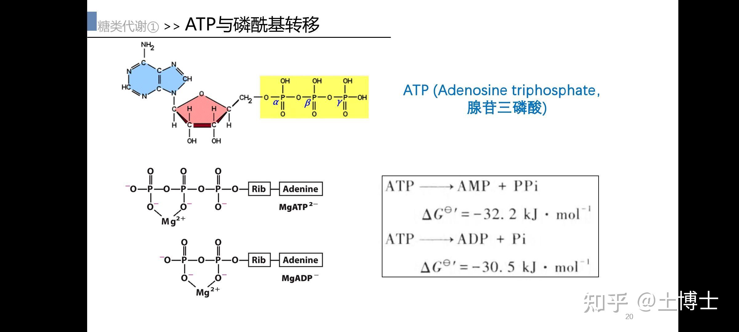 ATP的能量到底储存在哪里？ - 知乎