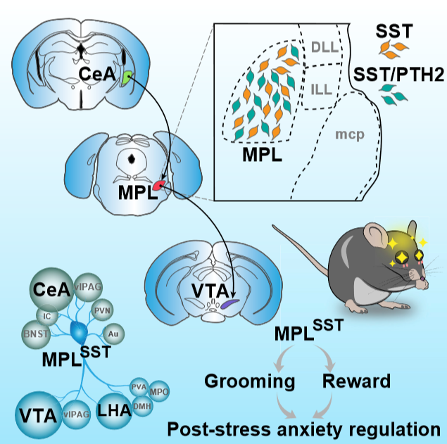 Neuron丨上海交通大学黄菊课题组CeA-MPL-VTA环路在自我梳理和应激后焦虑调节中的双重作用 - 知乎