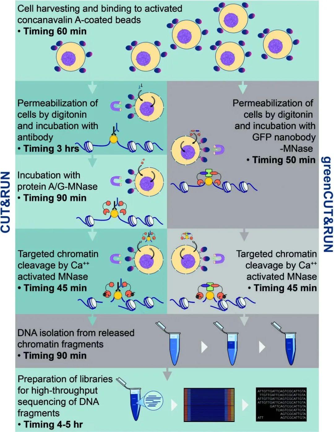 速来围观！研究转录因子-启动子互作的“新技术” - 知乎