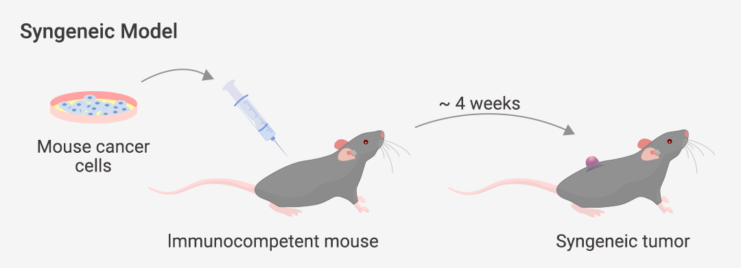 常见的动物肿瘤模型有哪些？ - 知乎