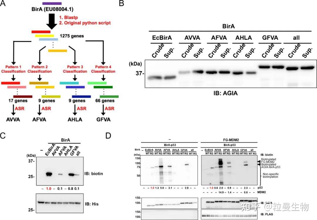 文献解读｜AirID：蛋白质相互作用研究的新篇章 - 知乎