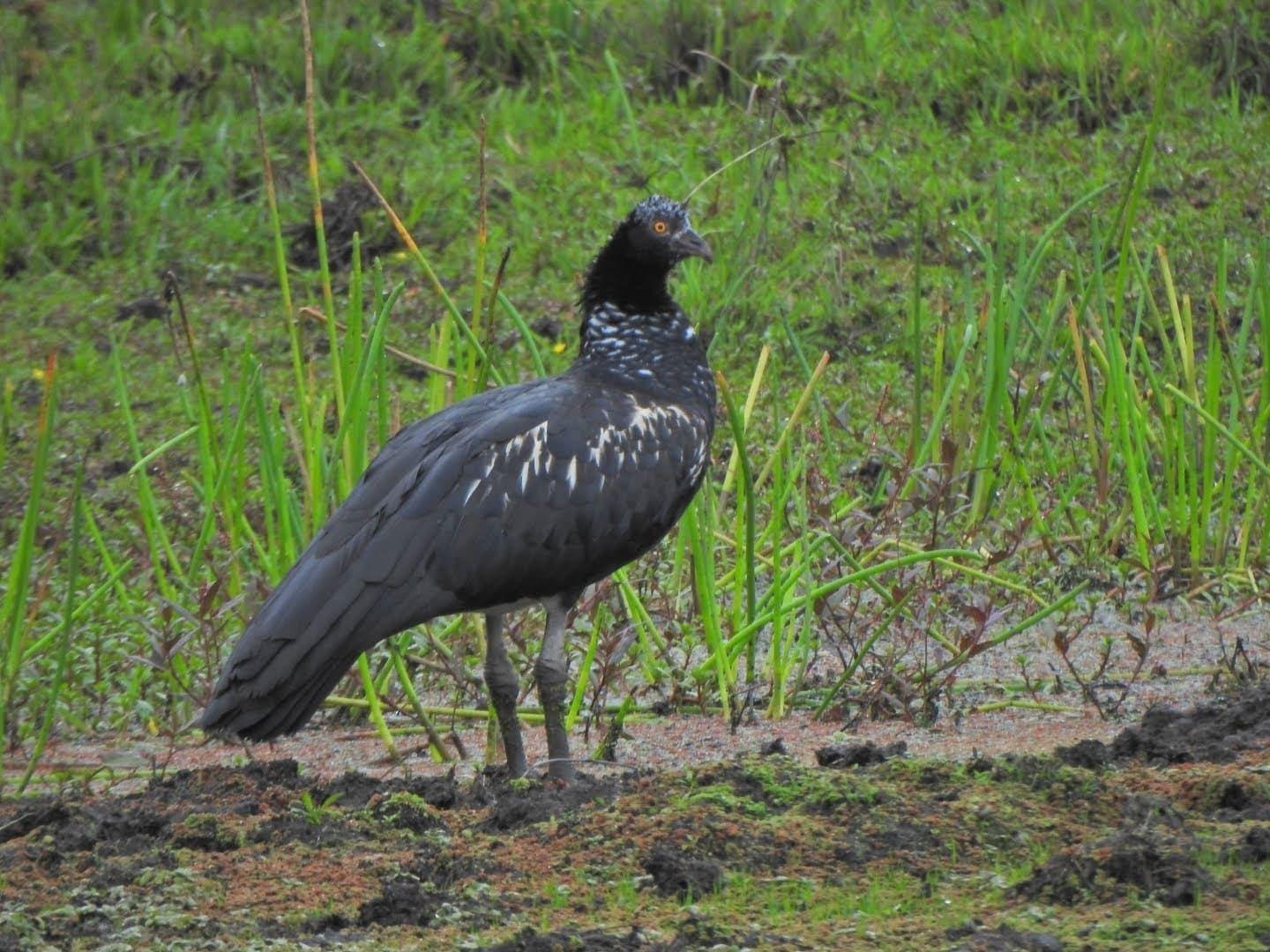 鸭子的种类都有哪些呢？ - 知乎