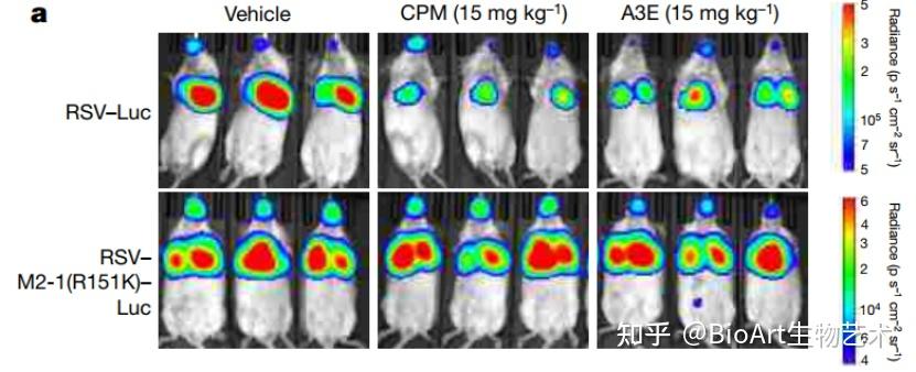 Nature | 山东大学Ralf Altmeyer组等报道小分子促进相分离抑制病毒复制 - 知乎