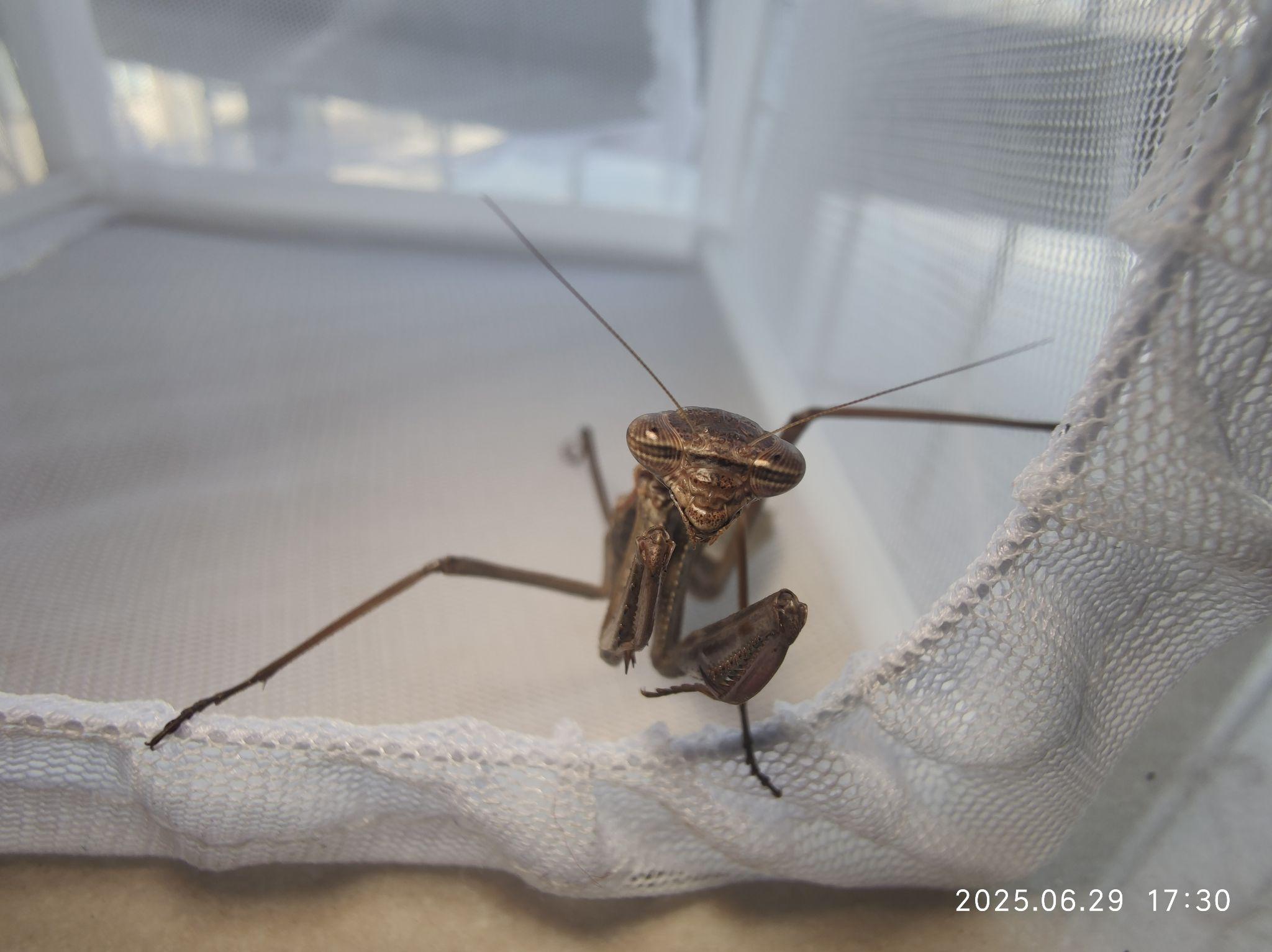 螳螂的种类都有哪些？ - 知乎