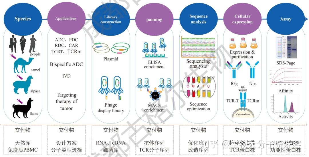 关注 I 从天然全人源scFv抗体库中分离鉴定CD20 - 知乎