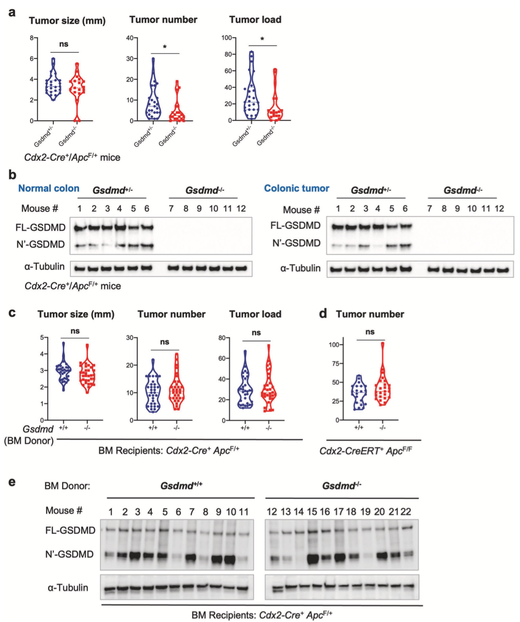 Nature子刊丨肠道菌群介导的GSDMD激活引发结直肠肿瘤 - 知乎