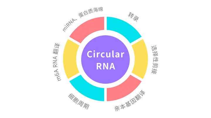 环状与线状RNA，孰优孰劣 - 知乎