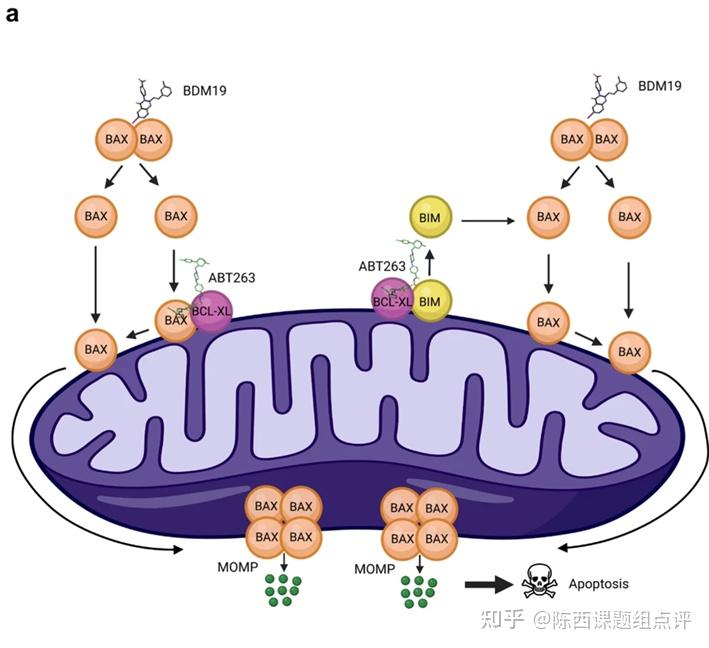 Nat.Commun.【前沿】|胞质 BAX 同型二聚体的化学调节增强了 BAX 的活化和凋亡 - 知乎