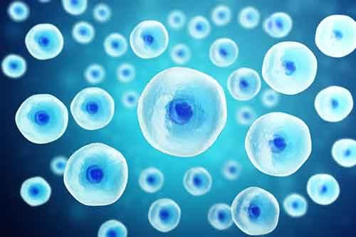 试管4bb是几级胚胎？ - 知乎