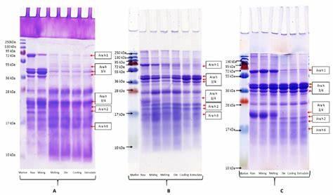 实验技能 | 第十期：国内SDS-PAGE预制胶的那些事儿？ - 知乎