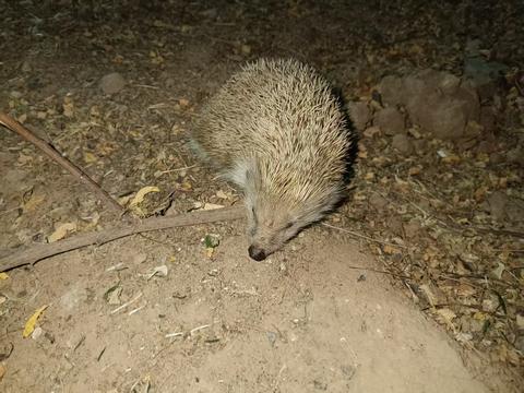 RRF（Reciprocal Rank Fusion）排序融合 - 知乎