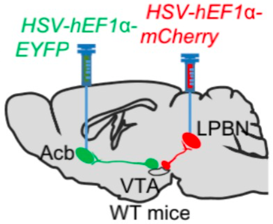 神经环路中的病毒示踪——Lighting Up Neural Circuits by Viral Tracing - 知乎