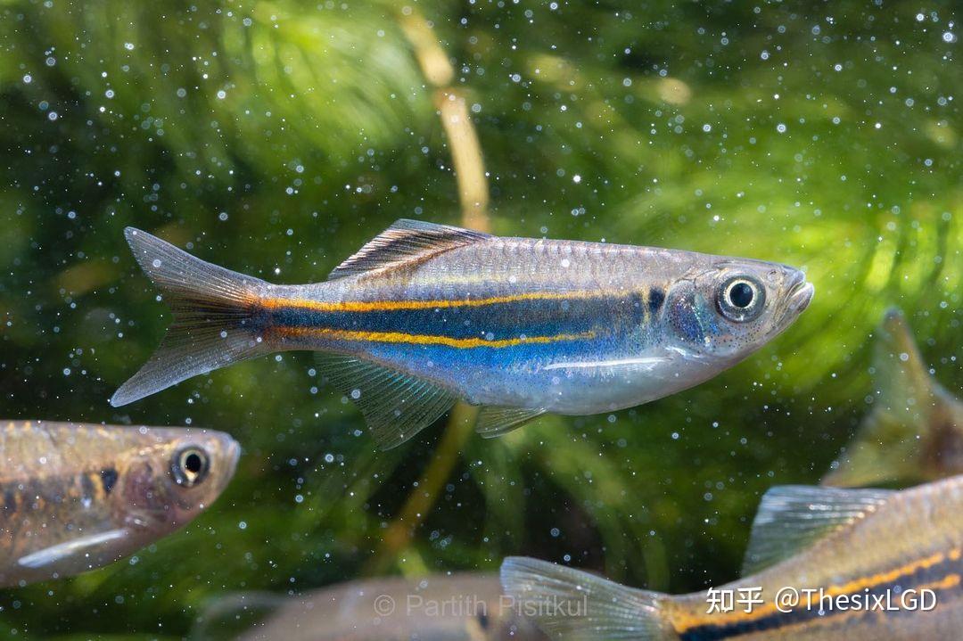 大【鱼丹】属Devario，不一样的大斑马鱼 - 知乎