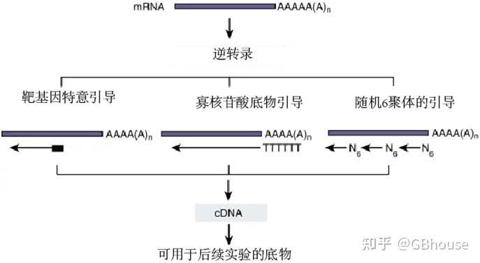 带你了解PCR、Real-Time PCR、RT-PCR、qRT-PCR你知道或者不知道的信息 - 知乎