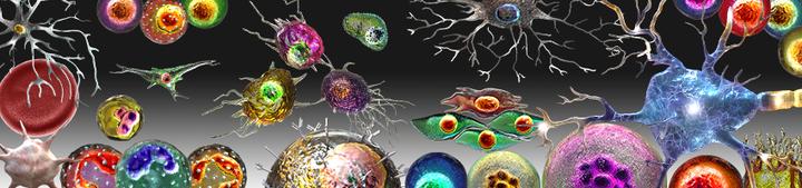 getorganelle组装叶绿体基因组 - 知乎