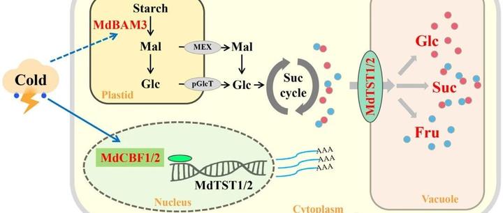 【Plant Journal】MdCBF1/2-MdTST1/2模块调控苹果低温下糖的积累 - 知乎