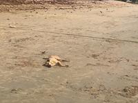 可能知乎第一个torchdata 解析? pytorch的dataloader2和配套的torchdata, datapipe 详解(1.7 更新) - 知乎