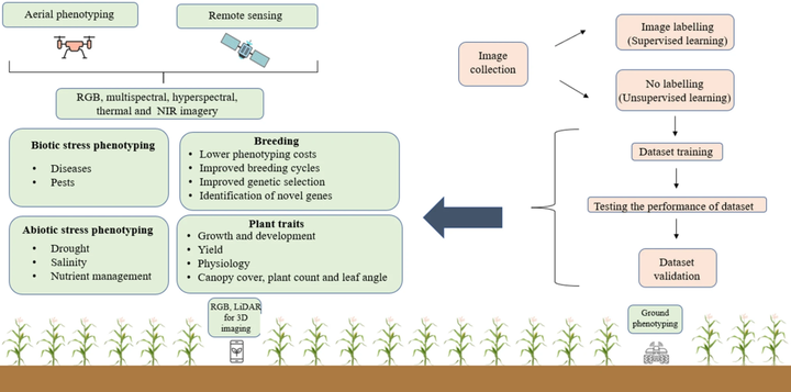 Phenomics |基于高通量表型测量和机器学习的植物胁迫表型测量综述 - 知乎