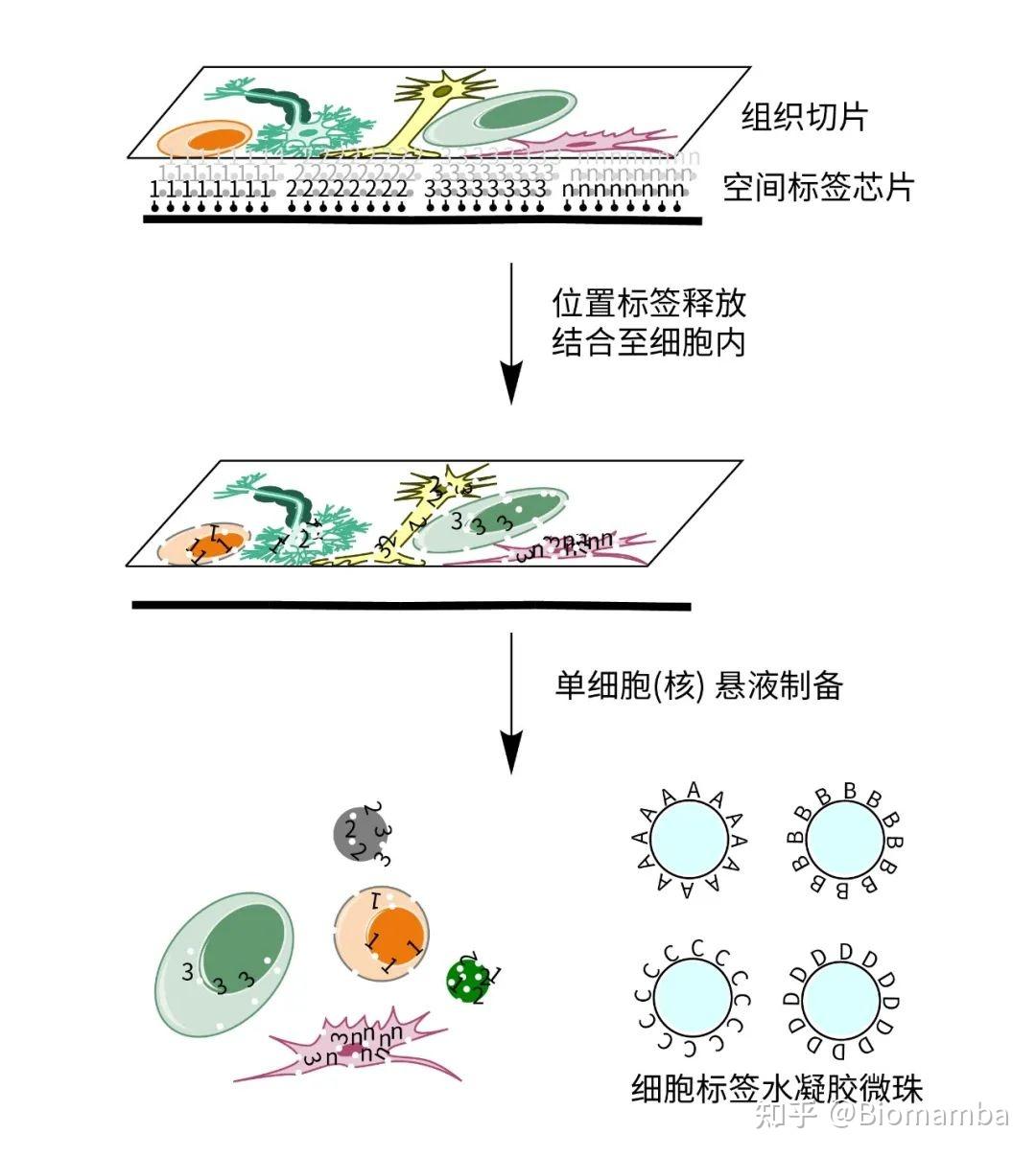 SeekSpace| 会单细胞就会空间转录组 - 知乎
